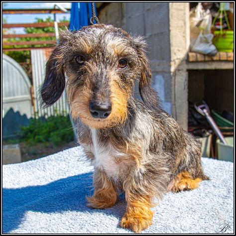 Chien Teckel Poil Dur Jocker Of The Queen Ramasse Miette