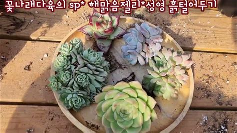 먼로랑 딱 닮은 성영 기르바의장미 군생 마리오 마타 황진이 등 분갈이 전에 흙털어두기 Youtube