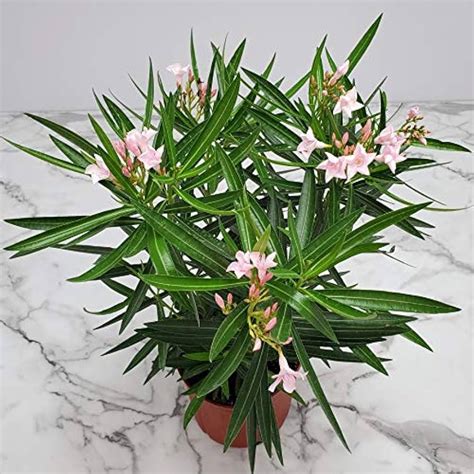 Low Maintenance Plants Oleander Bush In 10 Inch Grow Pot Low