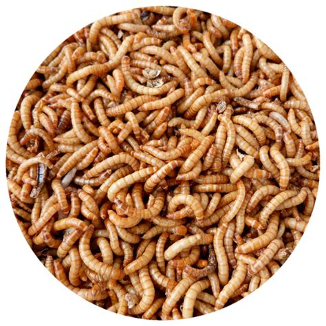 Dried Mealworms Paradise Aviary Exotics