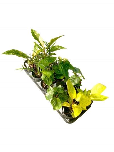 Philodendron Assorted Premium 10 Per Flat 4in Washington Cascade