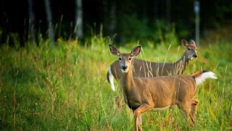 Bowtech Assassin Specs Bowaddicted