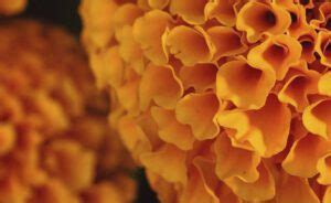 Las 5 Flores Endémicas De México Difusionar