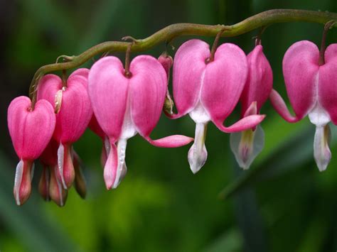 🔥 [50 ] Bleeding Heart Wallpapers Wallpapersafari