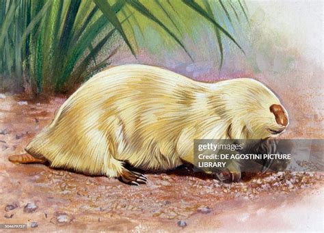 Southern Marsupial Mole Anatomy — Comparative Brain Anatomy Oucebe