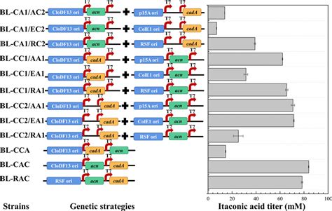Schematic Diagram And Itaconic Acid Titer Of Recombinant Strains With Download Scientific
