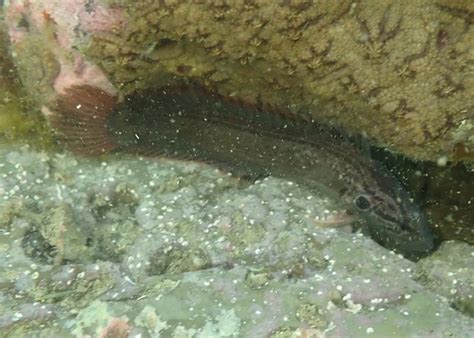 Acanthoclinus Littoreus