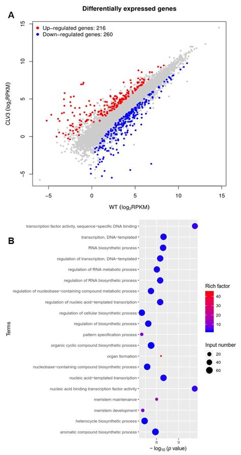 Transcriptome Analysis Identifies Downstream Genes Of Clavata3 In Tomato
