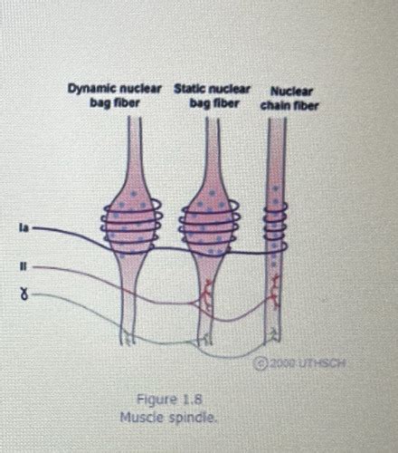 Peripheral Nerve Innervation Flashcards Quizlet