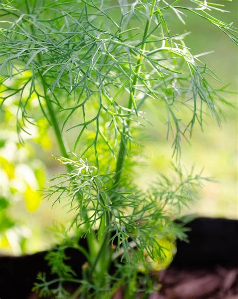 Garden Dill Herb Plant Stock Image Image Of Plant Leaves 209402171