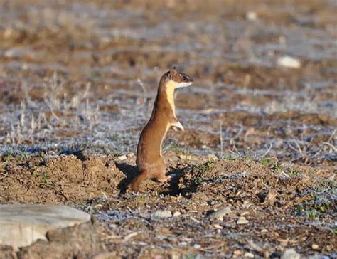 15 Types Of Weasels Species Facts And Photos