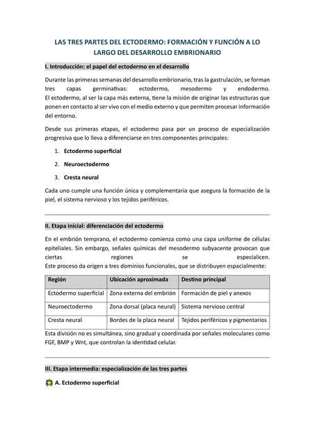 Las Tres Partes Del Ectodermo Formación Y Función A Lo Largo Del