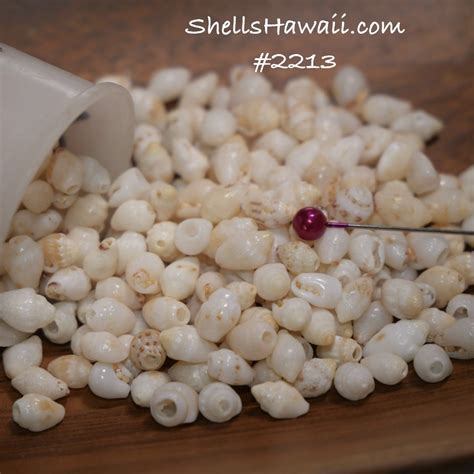315 Pcs Momi Shells Supply Pupu Niihau Momi Shells Niihau Shells Beads Hawaiian Seashells