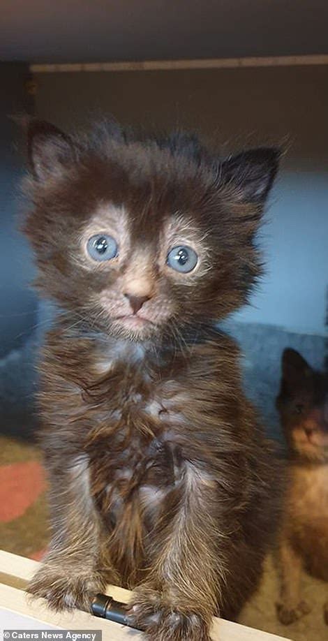 Werewolf Cat Breeder Reveals Her Adorable Kittens That Look Like