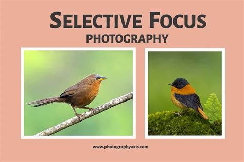 Selective Focus In Photography How And When To Use It Photographyaxis