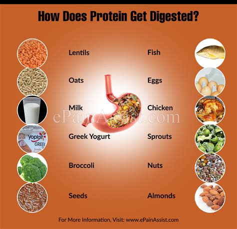 How Does Protein Get Digested