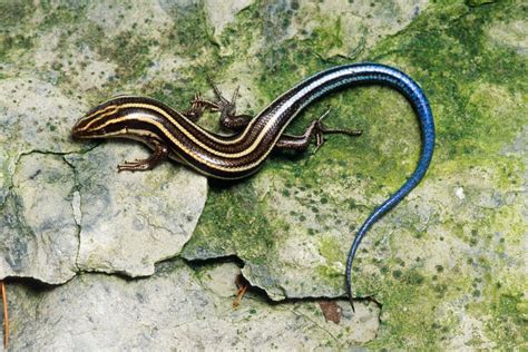 Blue Tailed Skink