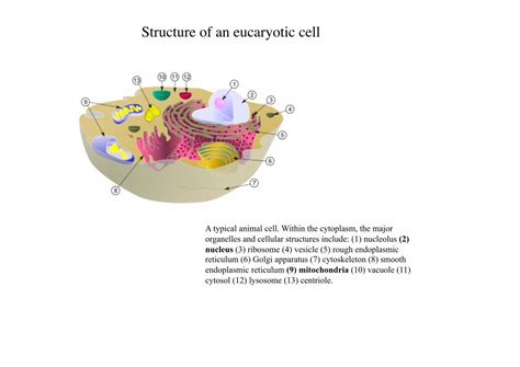 Pdf Structure Of An Eucaryotic Cell · Pdf Fileeuglenophyta Nucleus Nucleomorph Mitochondrion