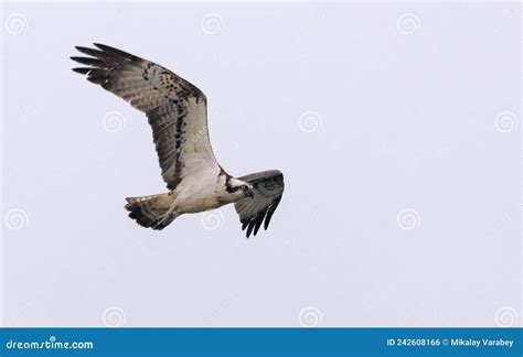 Osprey Flying In The Bright Sky With Stretched Wings Legs And Tail