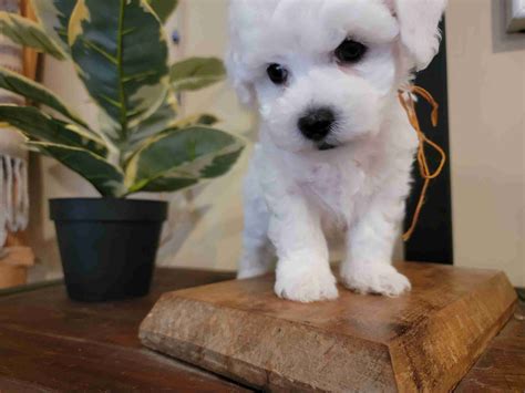 Akc Puppies For Sale In Albuquerque Nm