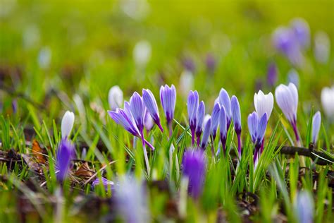 Spring Flower Crocuses Free Stock Photo Public Domain Pictures