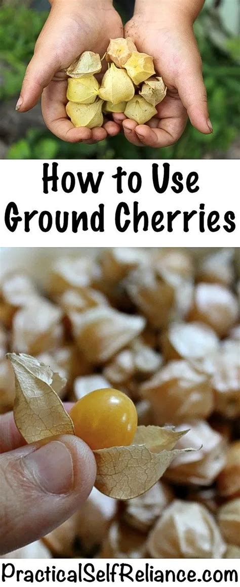 How To Use Ground Cherries Husk Cherries Ground Cherry Recipes