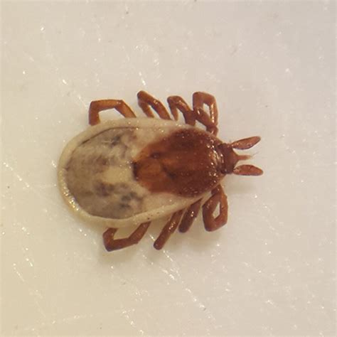 Tick Testing Maps And Statistics For Ontario In 2023 Lyme Disease Tick