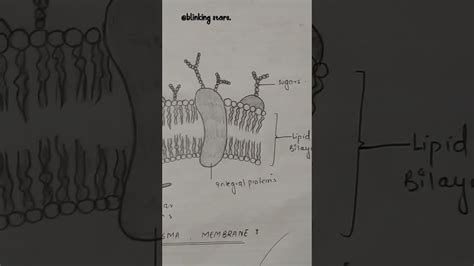 Unlock Cell Secrets The Ultimate Plasma Membrane Coloring Guide
