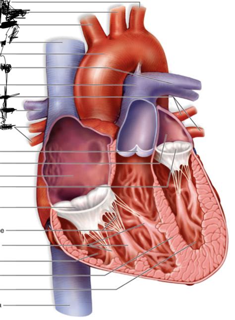 Heart Diagram Final Exam Diagram Quizlet