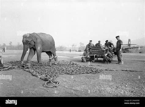 An Elephant Is Prepared For Transport In Operation Barroom An Effort