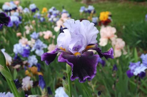 Tall Bearded Iris Iris High Point In The Irises Database