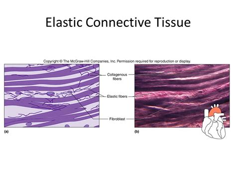 Elastic Connective Tissue