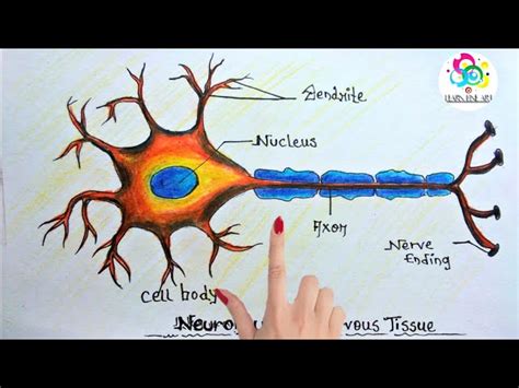 Neuron Tissue Labeled