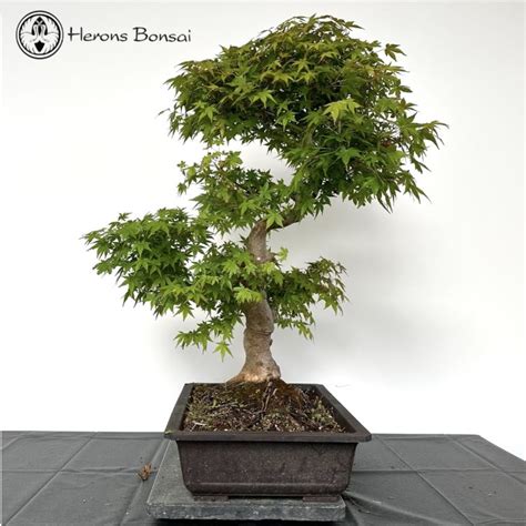 Acer Palmatum Japanese Maple Collect From Herons