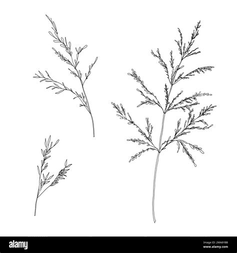 Hand Drawn Sketchy Illustration Of Bluegrass Poa Pratensis Black And