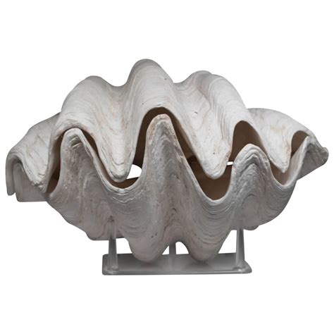 Natural South Asian Clam Shell As Accessory Clam Shell Shell