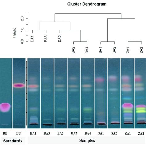 Cluster Dendrogram From Hierarchical Cluster Analysis Hca And Tlc