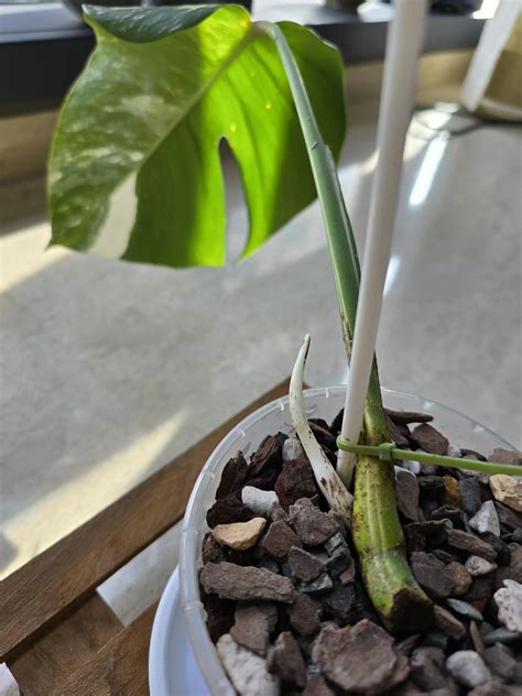 Full White Node Growth Rmonstera