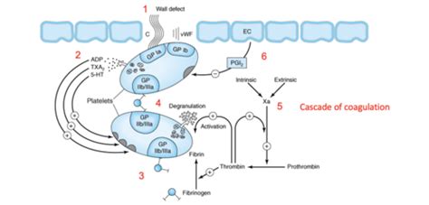 Anticoagulants Flashcards Quizlet
