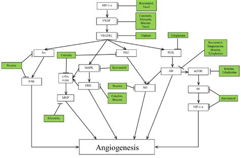 Major Angiogenesis Pathways Targeted By Plants And Plant Based