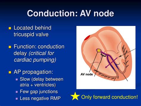 Ppt Cardiac Physiology Powerpoint Presentation Free Download Id 1385197
