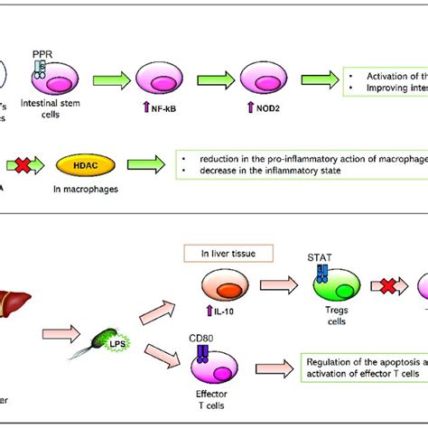 Schematic Representation Of Immunological Pathways Mediated By Gut Download Scientific Diagram