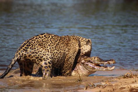 Best Season To See Jaguars Hunting Caiman