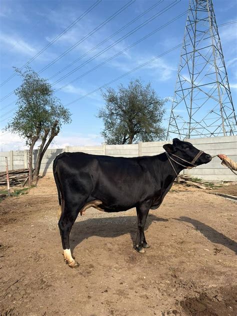 Garlando Friesian Dutch Jersey Holstein Friesian Cross Cow