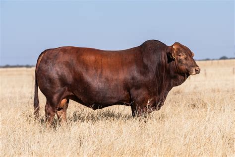 Droogte Bederf Nie Beefmaster Stoetveiling In Namibië Nie Landbou