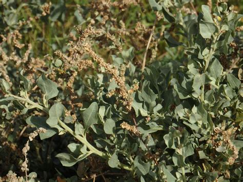 Atriplex Halimus Systematics Etymology Habitat Cultivation
