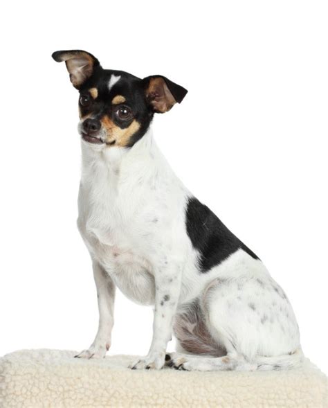 Rat Terrier Chihuahua Mix Photos Thriftyfun