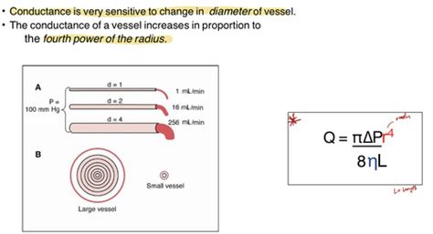 Physio Exam 2 Flashcards Quizlet