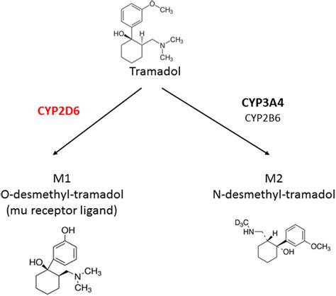 Frontiers When The Safe Alternative Is Not That Safe Tramadol