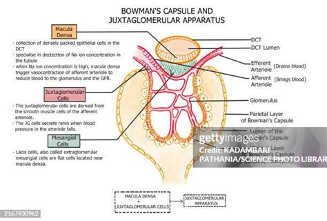 Bowmans Capsule Zygote 3d Bowmans Capsule Model Medically Accurate